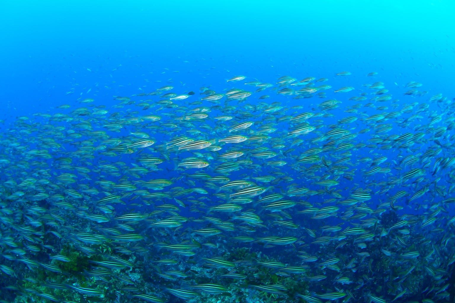 島前エリアを遊び尽くせ！TADAYOI 周辺マリンアクティビティのご紹介 | 隠岐ノート | 隠岐の島旅【公式】